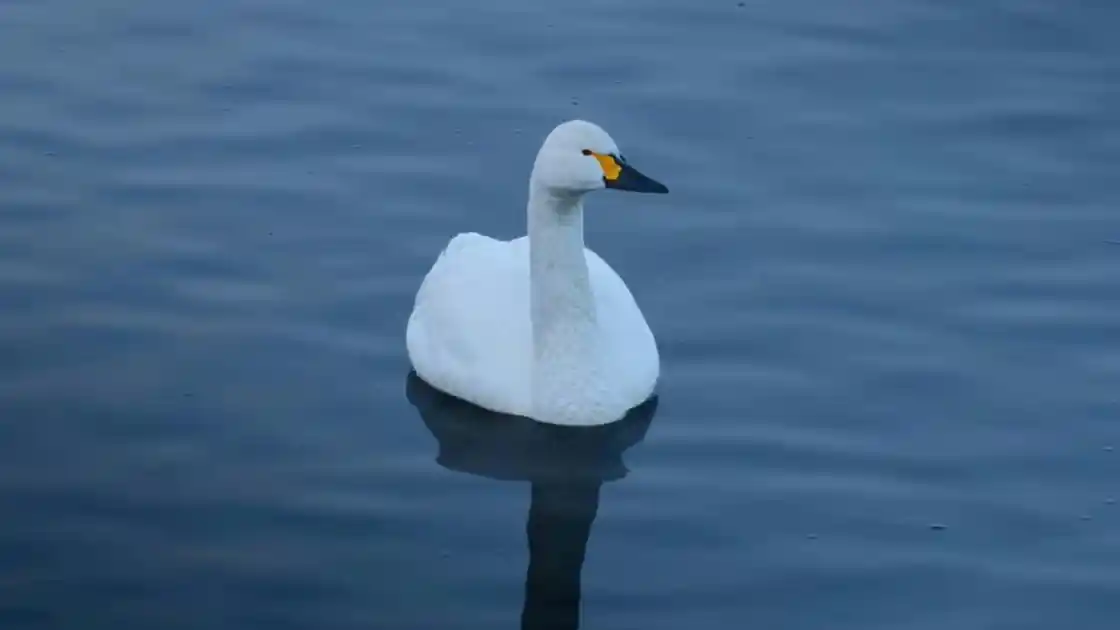 WeChat all in one app: Dein Leben in China vereinfachen | XunYouGu